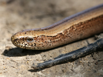 Identify UK snakes | Avon Wildlife Trust