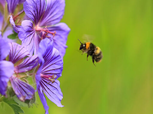 Bee Team Wilder | Avon Wildlife Trust