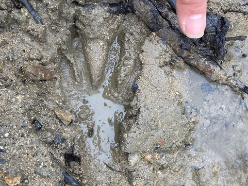 Beavers | Avon Wildlife Trust