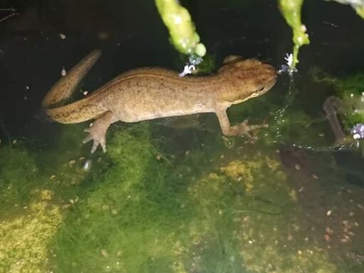 Ponds Team Wilder | Avon Wildlife Trust