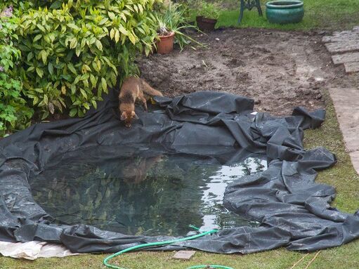 Ponds Team Wilder | Avon Wildlife Trust