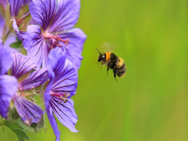 Bee Team Wilder | Avon Wildlife Trust