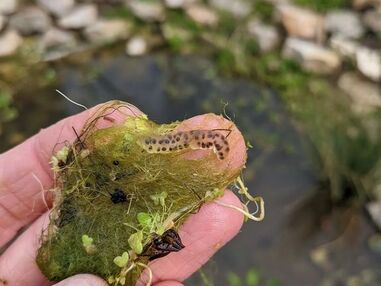 Ponds Team Wilder | Avon Wildlife Trust