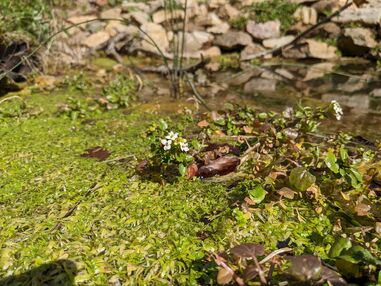 Case study Wildlife Gardening Team Wilder, Tom Willmott, BS3 | Avon ...