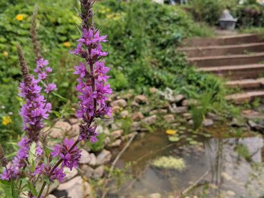 Case study Wildlife Gardening Team Wilder, Tom Willmott, BS3 | Avon ...