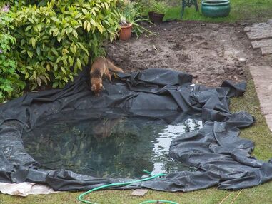 Ponds Team Wilder | Avon Wildlife Trust