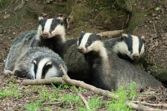 Wild Work Days | Avon Wildlife Trust