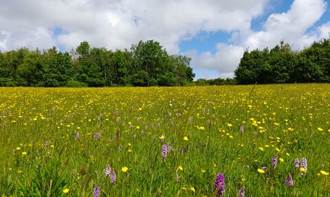 Team Wilder Community Wildflower Meadows | Avon Wildlife Trust