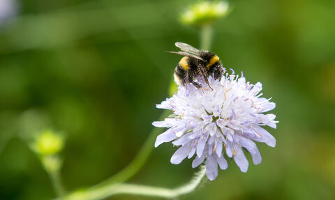 Pollinator Pathways | Avon Wildlife Trust