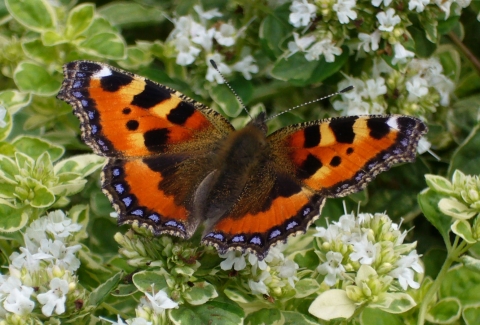 spring butterfly uk