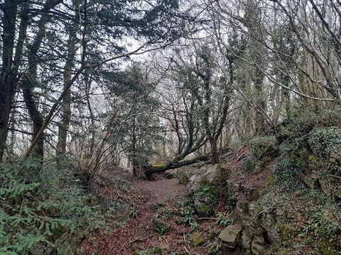 Phoenix trees: The trees that fall and rise again | Avon Wildlife Trust