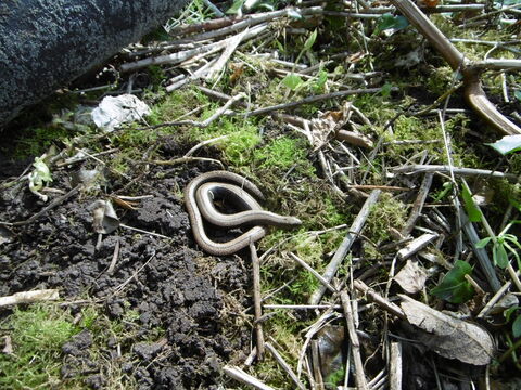 Slow worm surveys with our volunteers on the ground | Avon Wildlife Trust