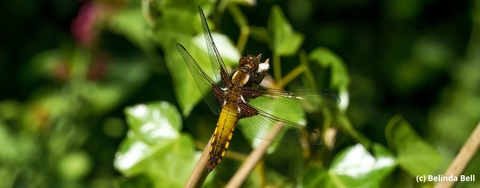 National Insect Week! | Avon Wildlife Trust