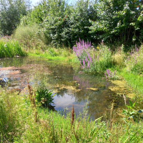 Water is life! Create your own pond this Autumn | Avon Wildlife Trust
