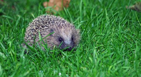 How to help the humble hedgehog this Hedgehog Awareness Week | Avon ...
