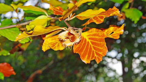 Common beech | Avon Wildlife Trust
