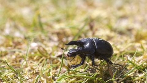 Minotaur beetle | Avon Wildlife Trust