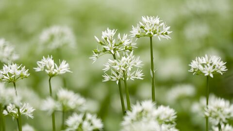 Wild garlic | Avon Wildlife Trust