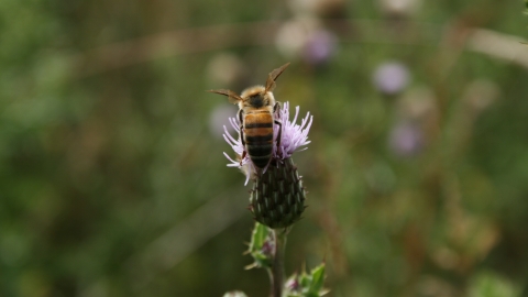 Clapton Moor | Avon Wildlife Trust