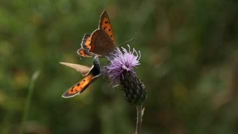 Clapton Moor | Avon Wildlife Trust