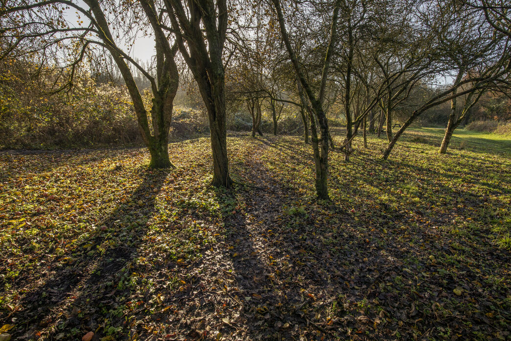Team Wilder resource Tree Protection Orders | Avon Wildlife Trust