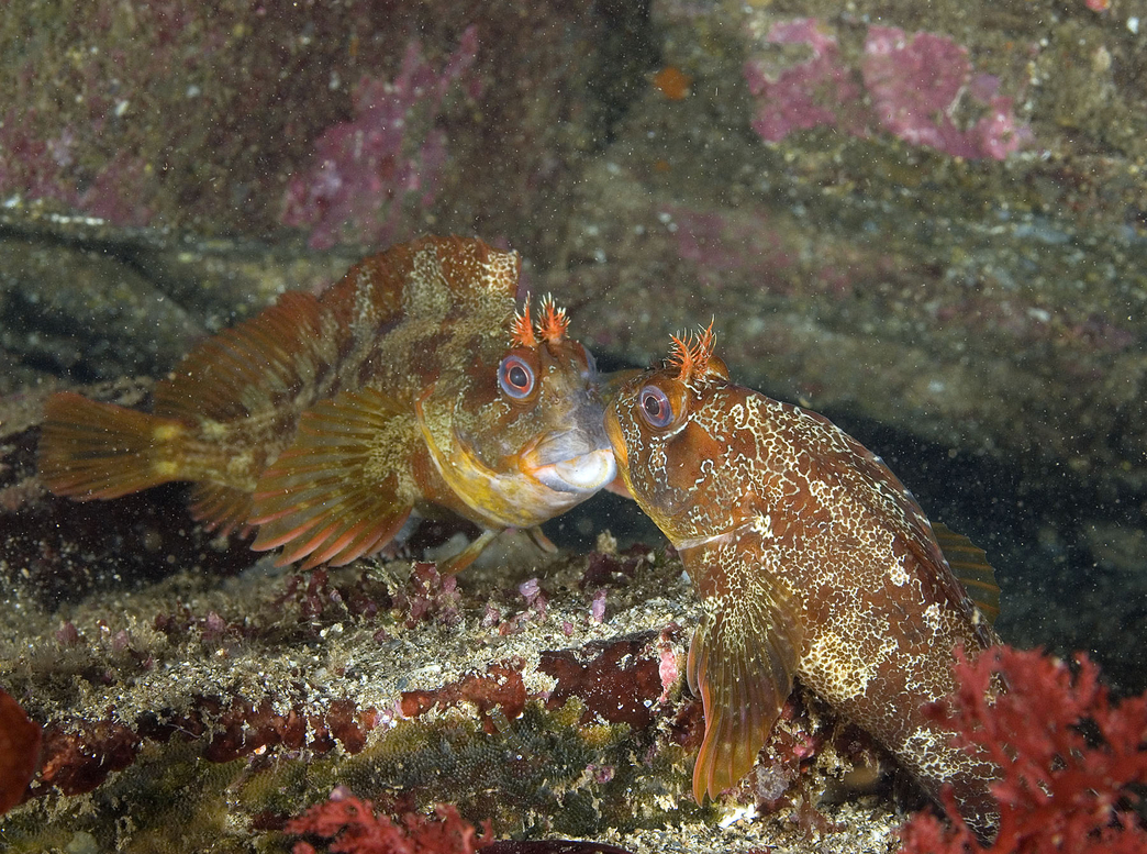 Meet the tompot blenny - ‘The small fish with a big personality’ | Avon ...
