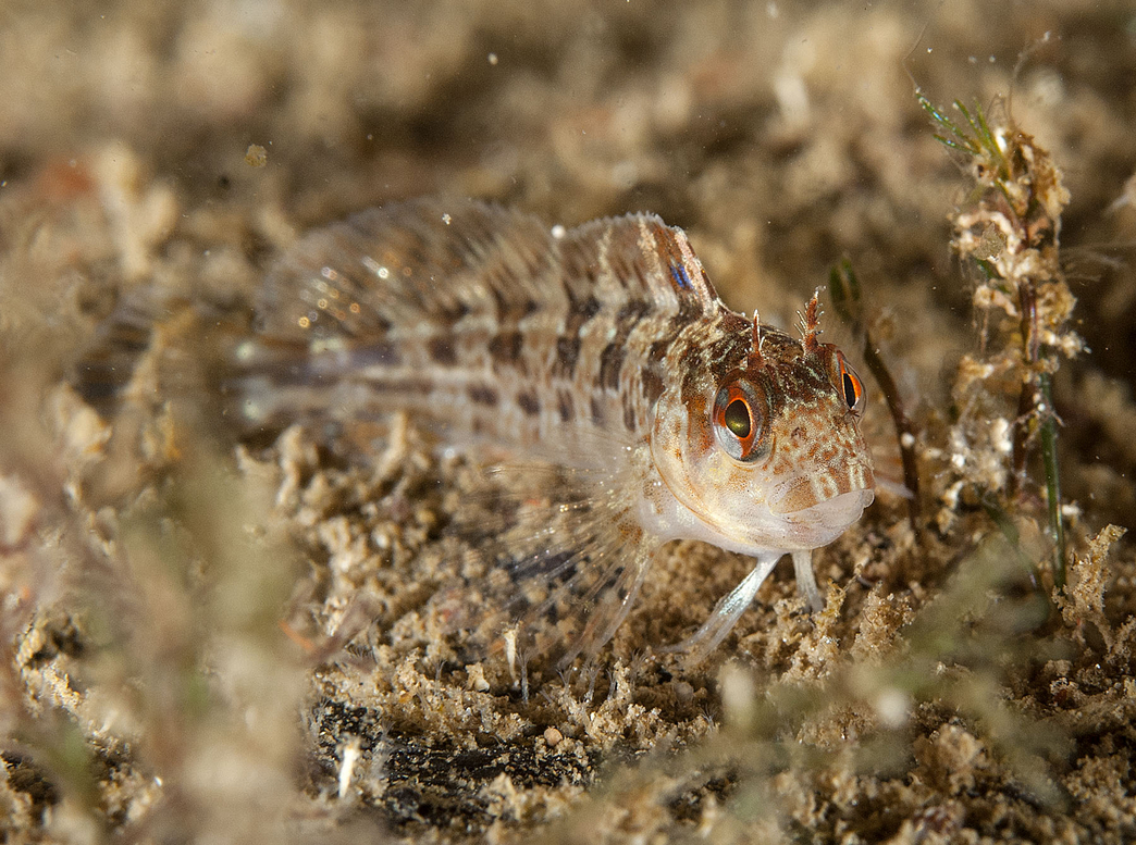 Meet the tompot blenny - ‘The small fish with a big personality’ | Avon ...