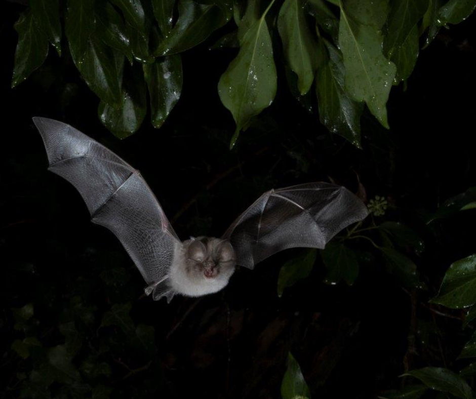 Celebrating Bat Night | Avon Wildlife Trust