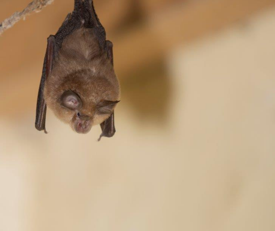 Celebrating Bat Night | Avon Wildlife Trust