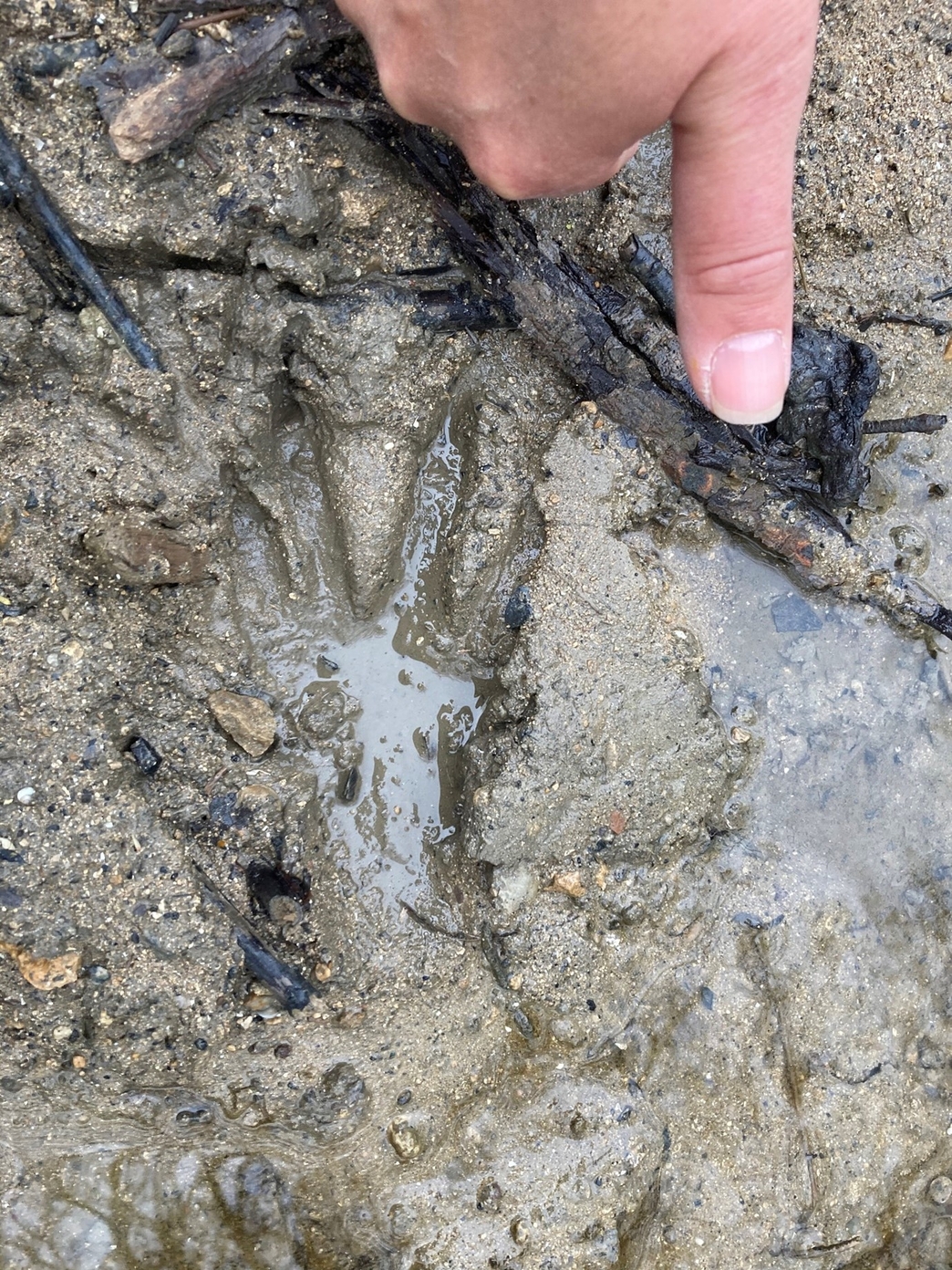 Beavers | Avon Wildlife Trust