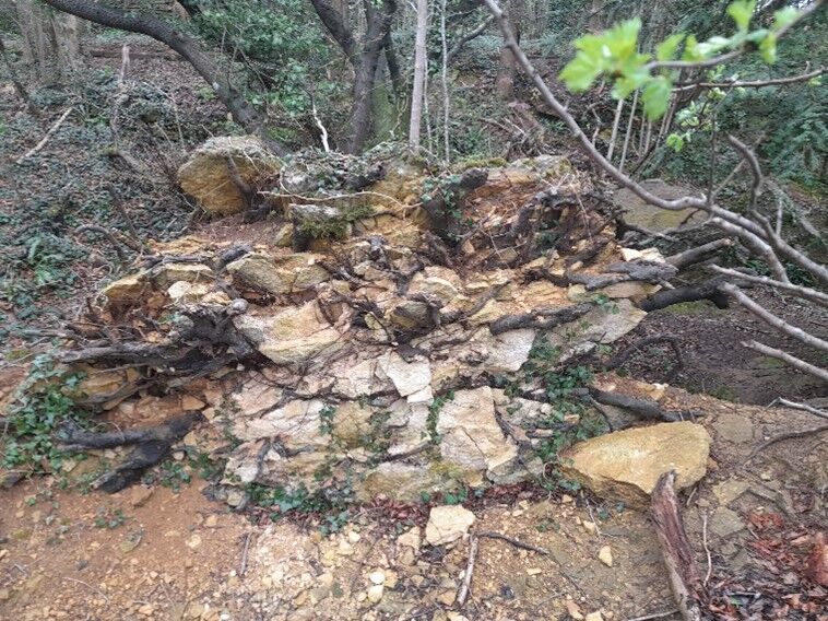 Phoenix trees: The trees that fall and rise again | Avon Wildlife Trust