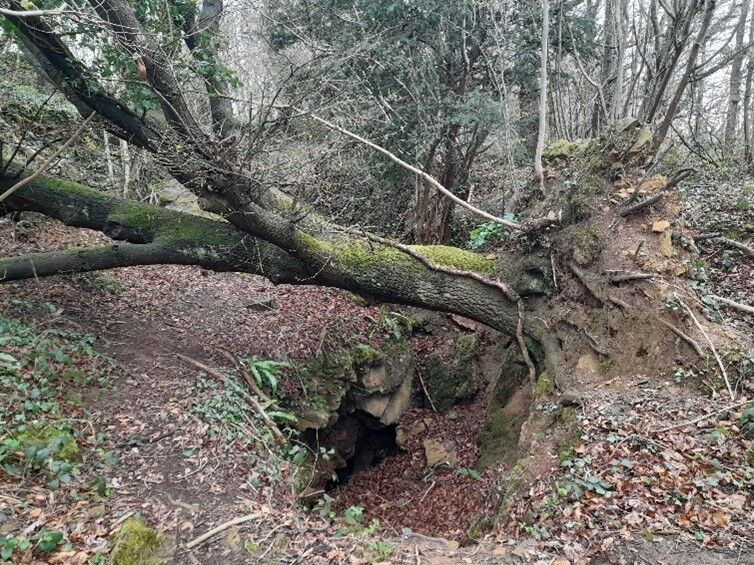 Phoenix trees: The trees that fall and rise again | Avon Wildlife Trust