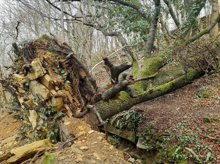 Phoenix trees: The trees that fall and rise again | Avon Wildlife Trust