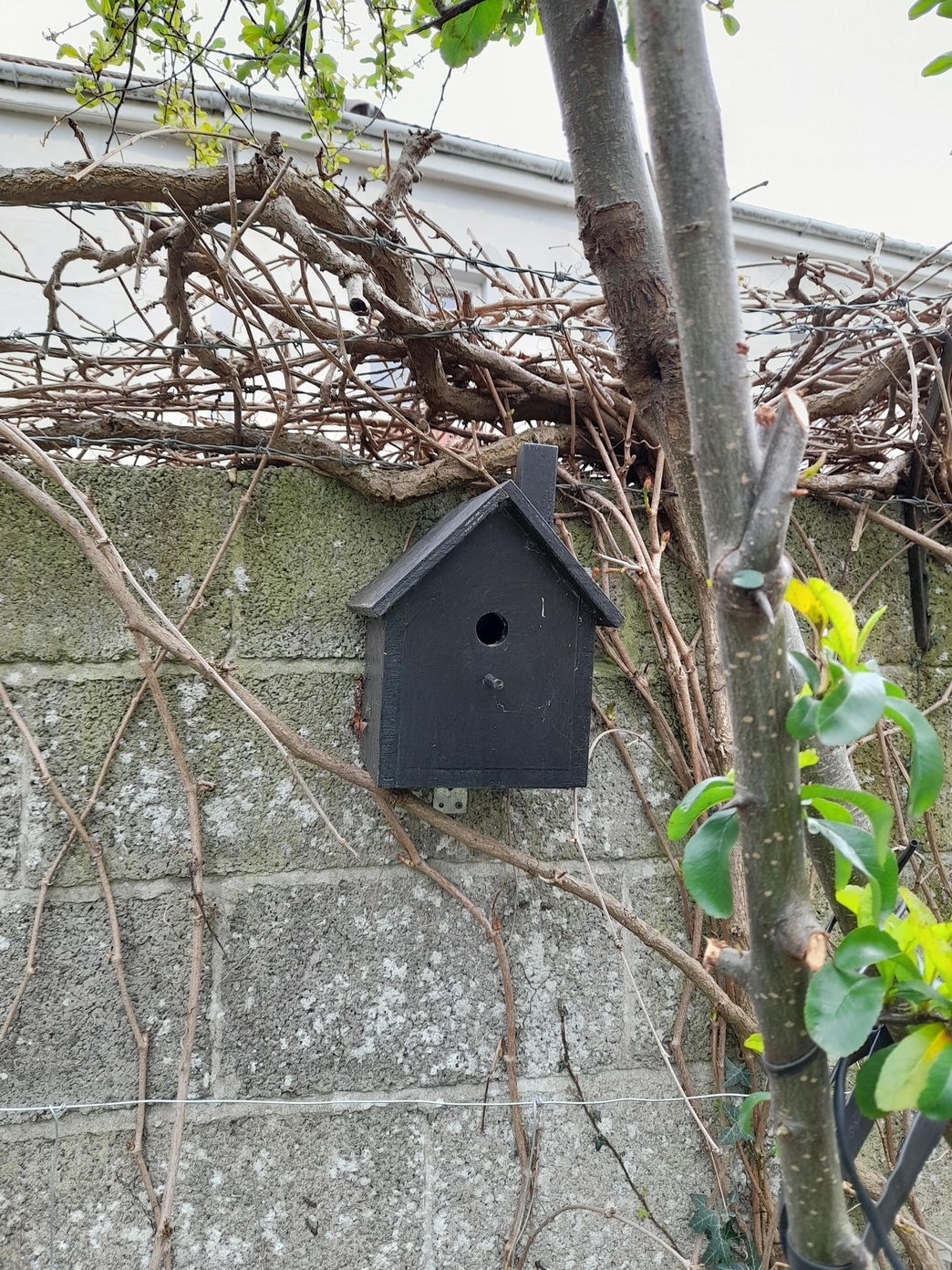 Case study Wildlife Gardening Team Wilder, Tom Willmott, BS3 | Avon ...