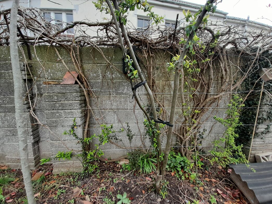Wildlife Gardening Team Wilder | Avon Wildlife Trust