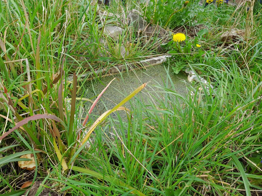 Team Wilder Mini ponds resource | Avon Wildlife Trust