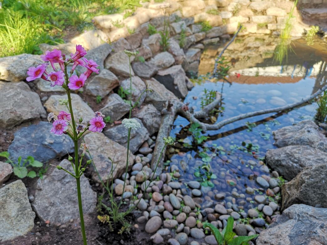Wildlife Gardening Team Wilder | Avon Wildlife Trust