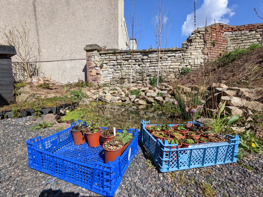 Wildlife Gardening Team Wilder | Avon Wildlife Trust