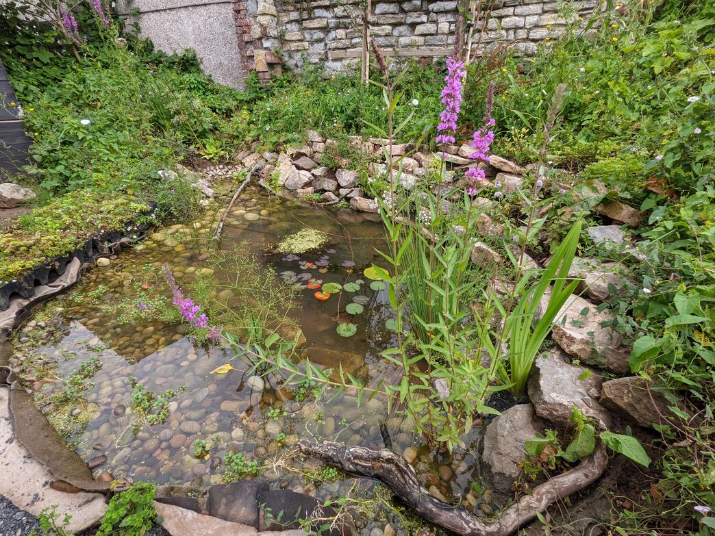Ponds Team Wilder | Avon Wildlife Trust