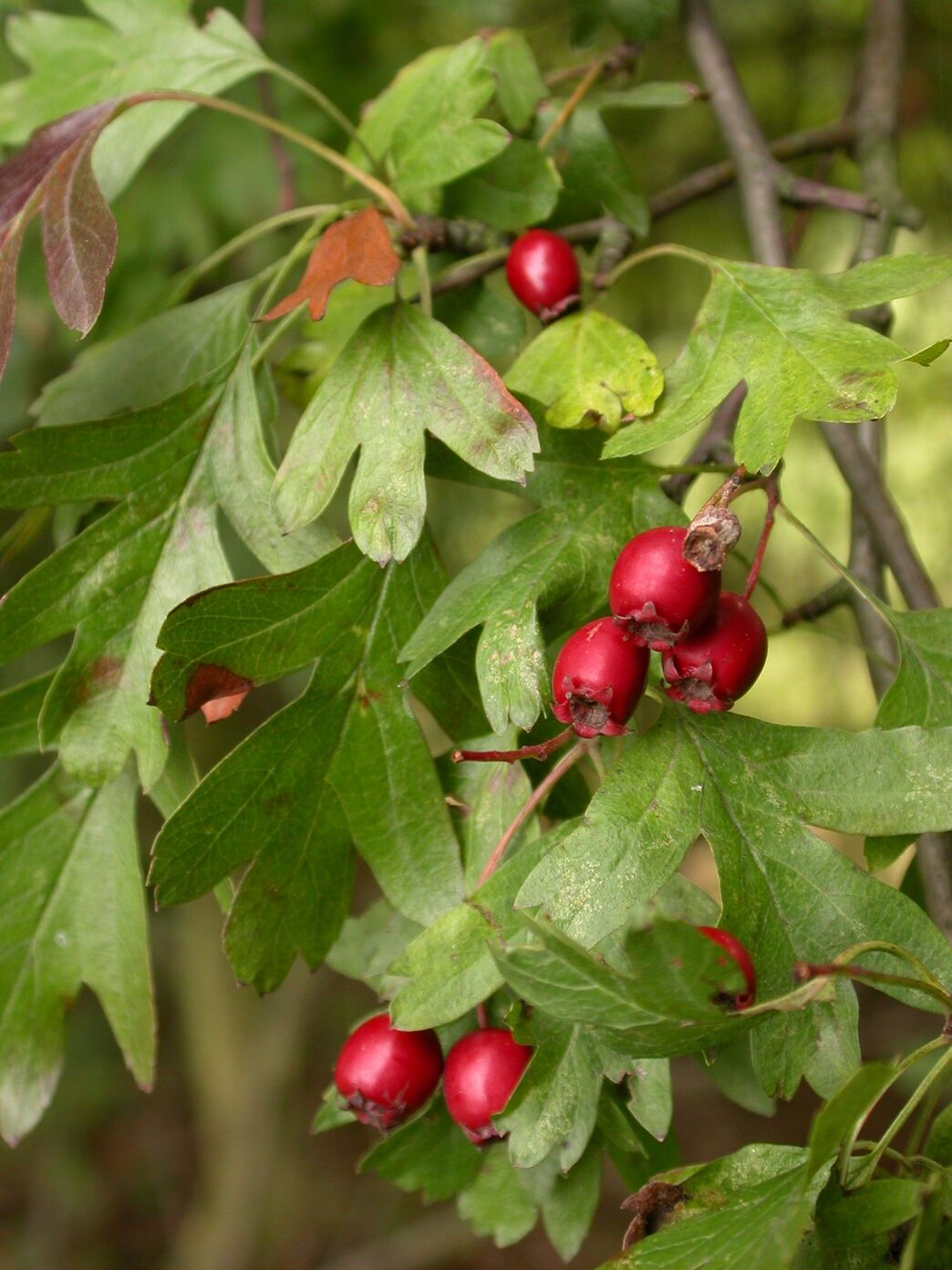Natural Barriers Team Wilder | Avon Wildlife Trust