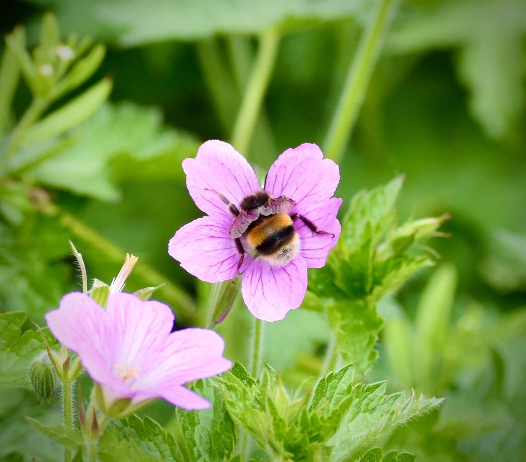 Wildlife Watch Club Case Study | Avon Wildlife Trust