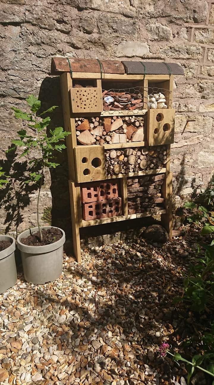 Bee Team Wilder | Avon Wildlife Trust