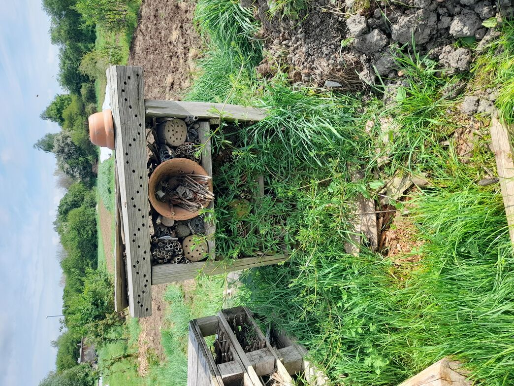 Bee Team Wilder | Avon Wildlife Trust