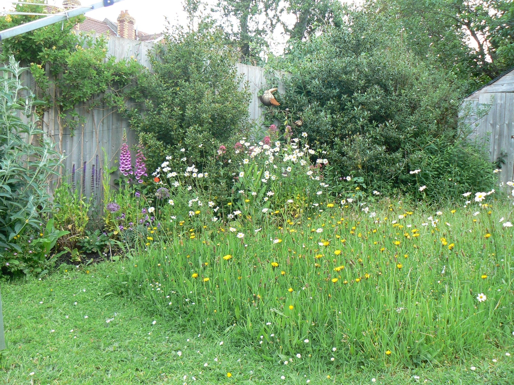 Team Wilder Create a Mini Meadow at home | Avon Wildlife Trust