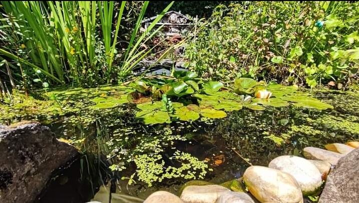 Ponds Team Wilder | Avon Wildlife Trust