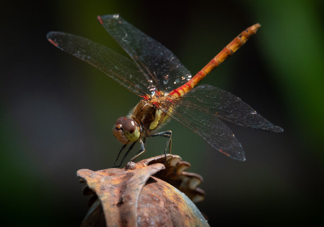 Ponds Team Wilder | Avon Wildlife Trust