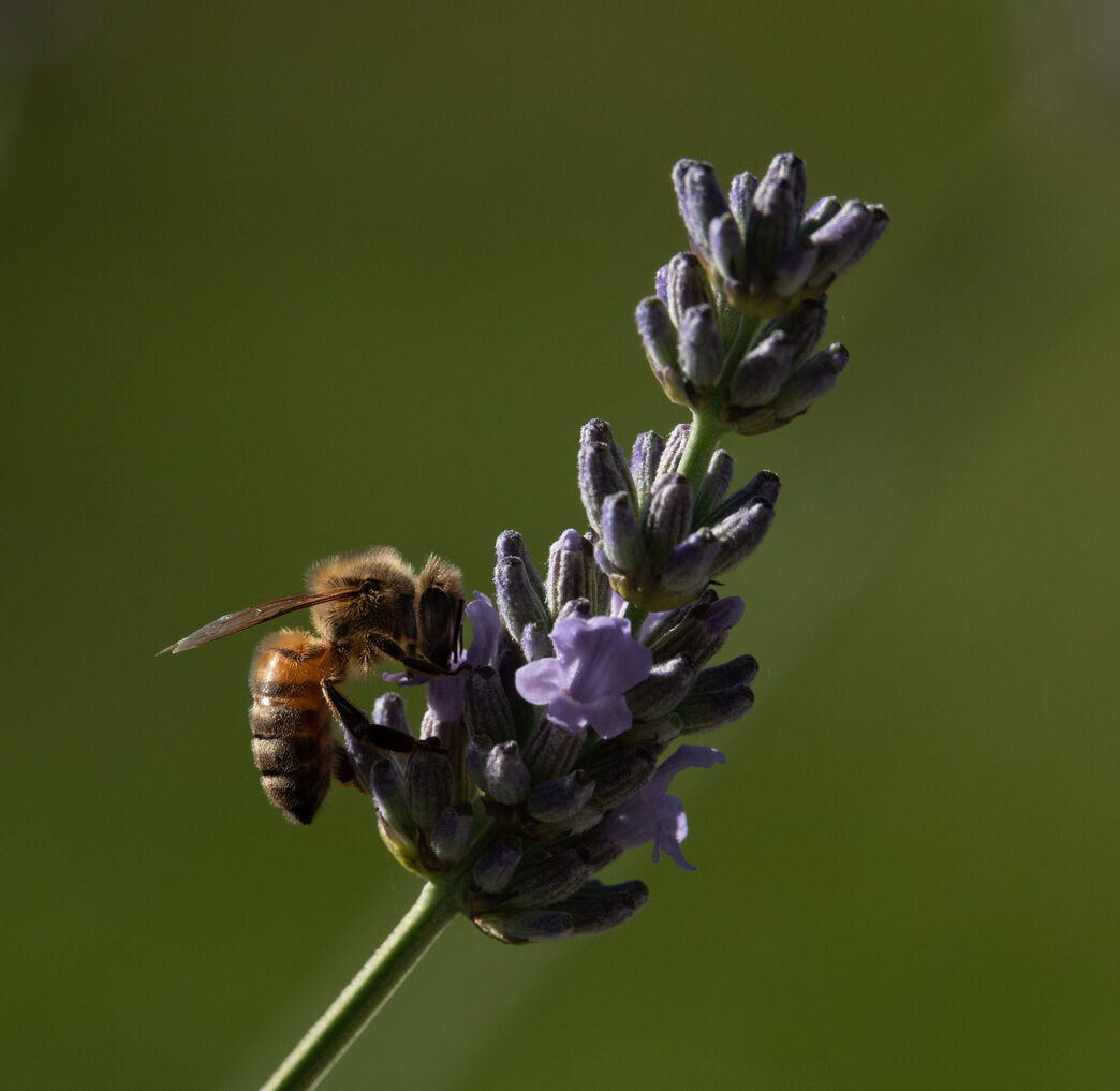 Bee Team Wilder | Avon Wildlife Trust