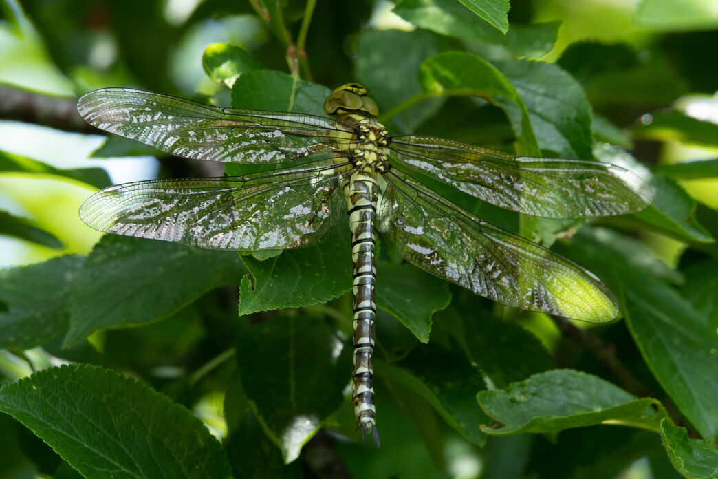 Ponds Team Wilder | Avon Wildlife Trust