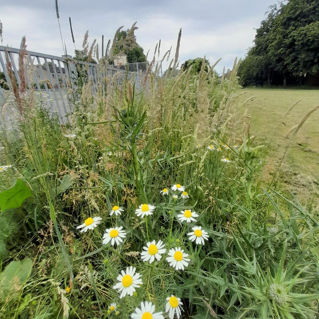 Case Study Blooming Whiteway Front Garden Awards | Avon Wildlife Trust