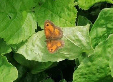 A day with the WildCATs at Dundry Slopes | Avon Wildlife Trust